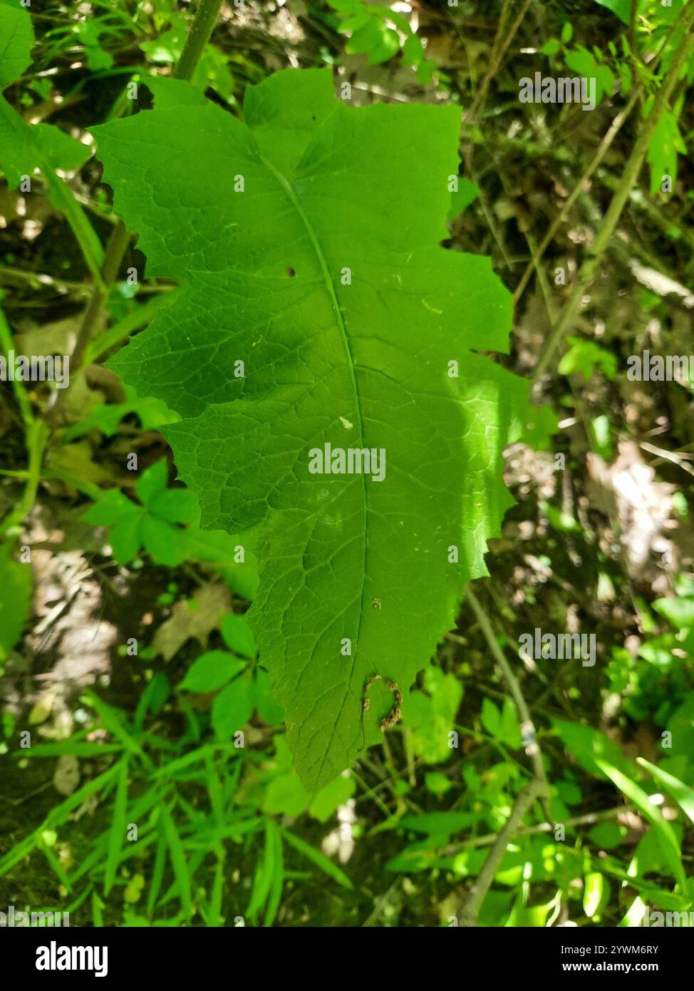 tall blue lettuce (Lactuca biennis Stock Photo - Alamy
