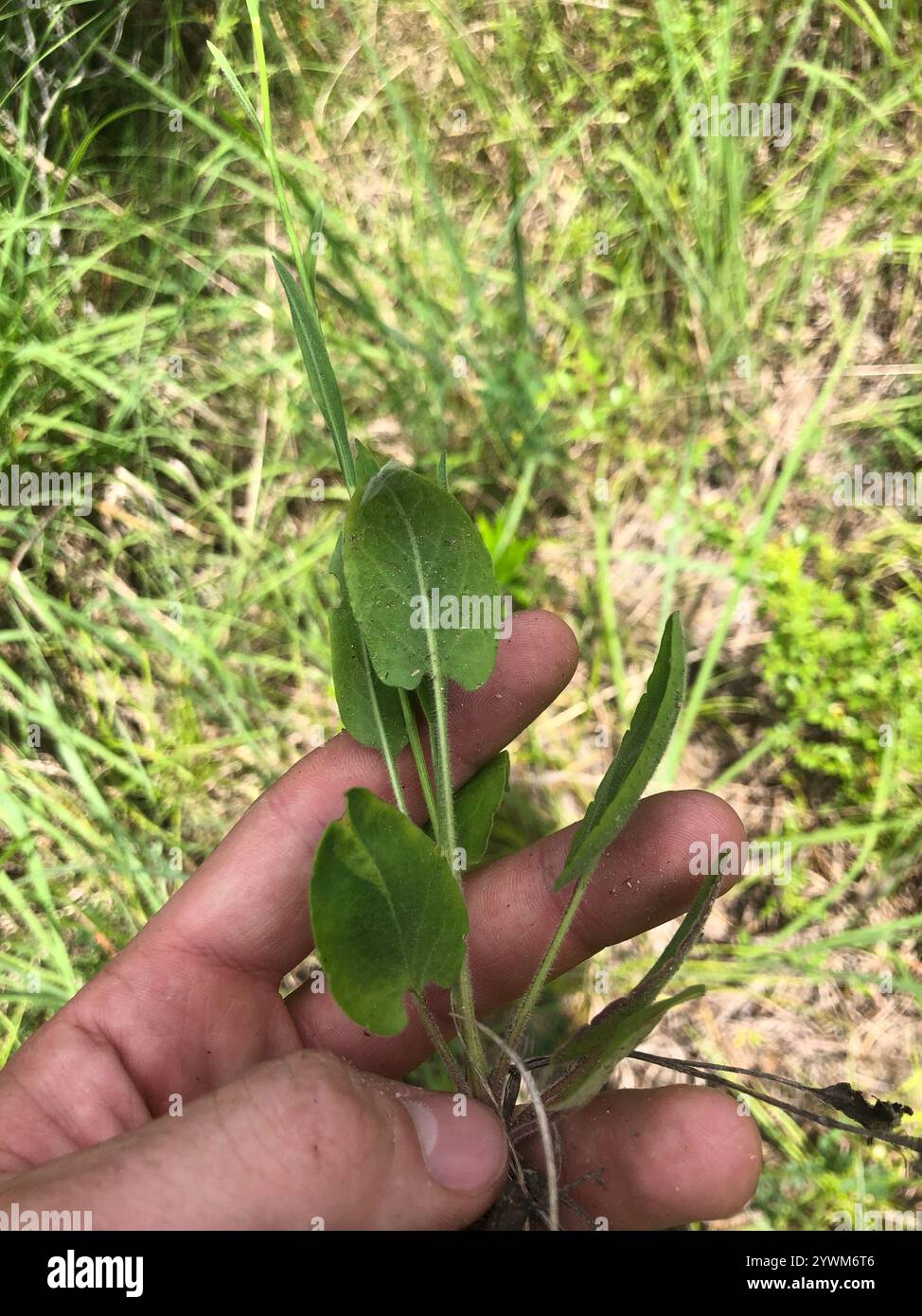 Grassleaf azure aster (Symphyotrichum oolentangiense poaceum Stock ...