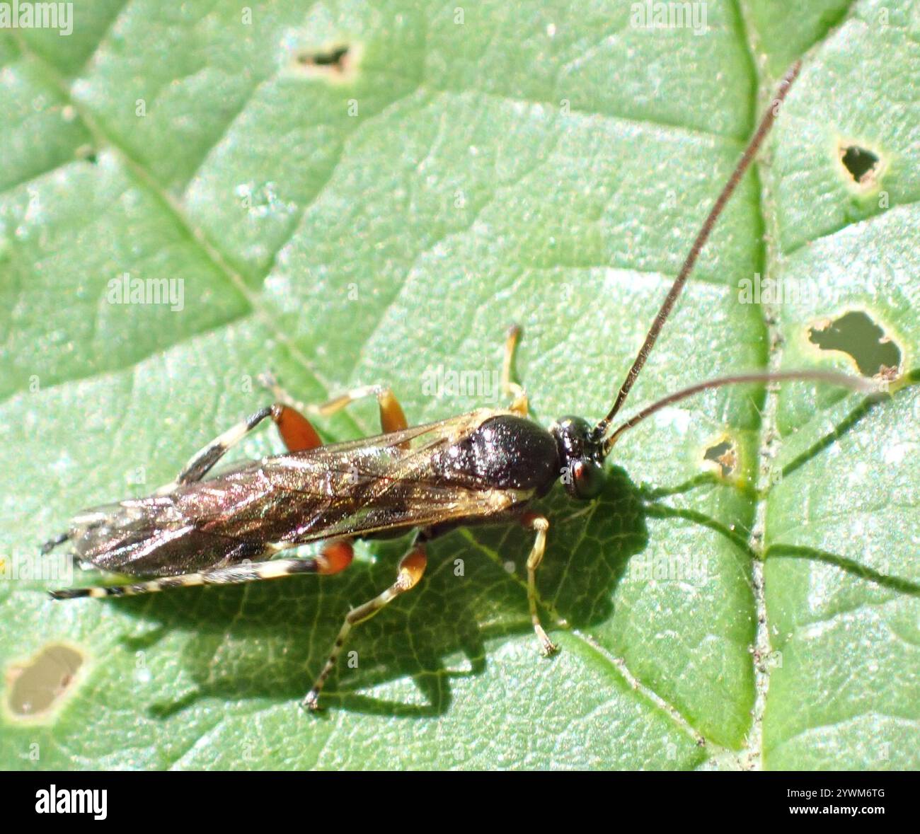 Itoplectis maculator hi-res stock photography and images - Alamy