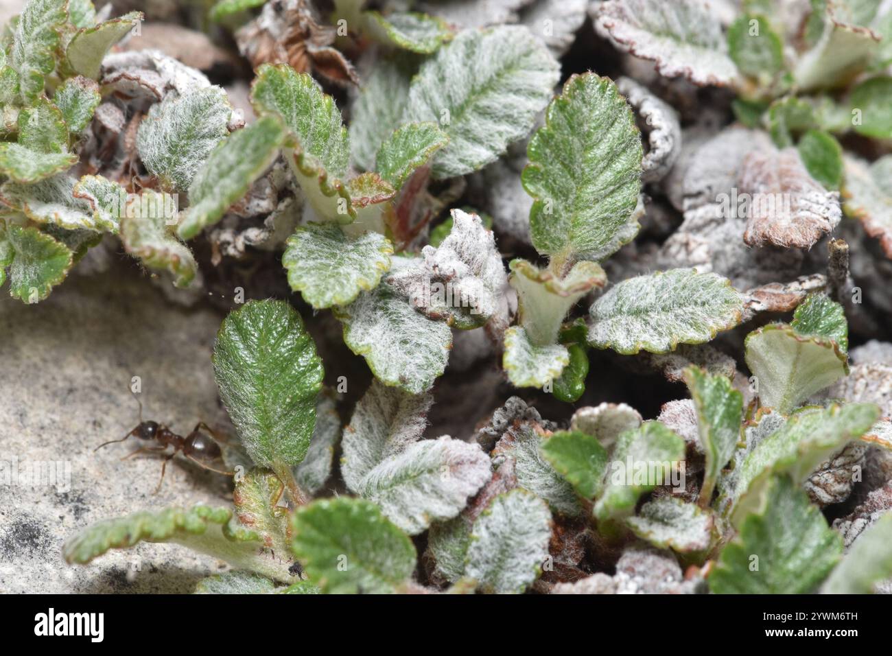 Yellow Mountain-avens (Dryas drummondii Stock Photo - Alamy