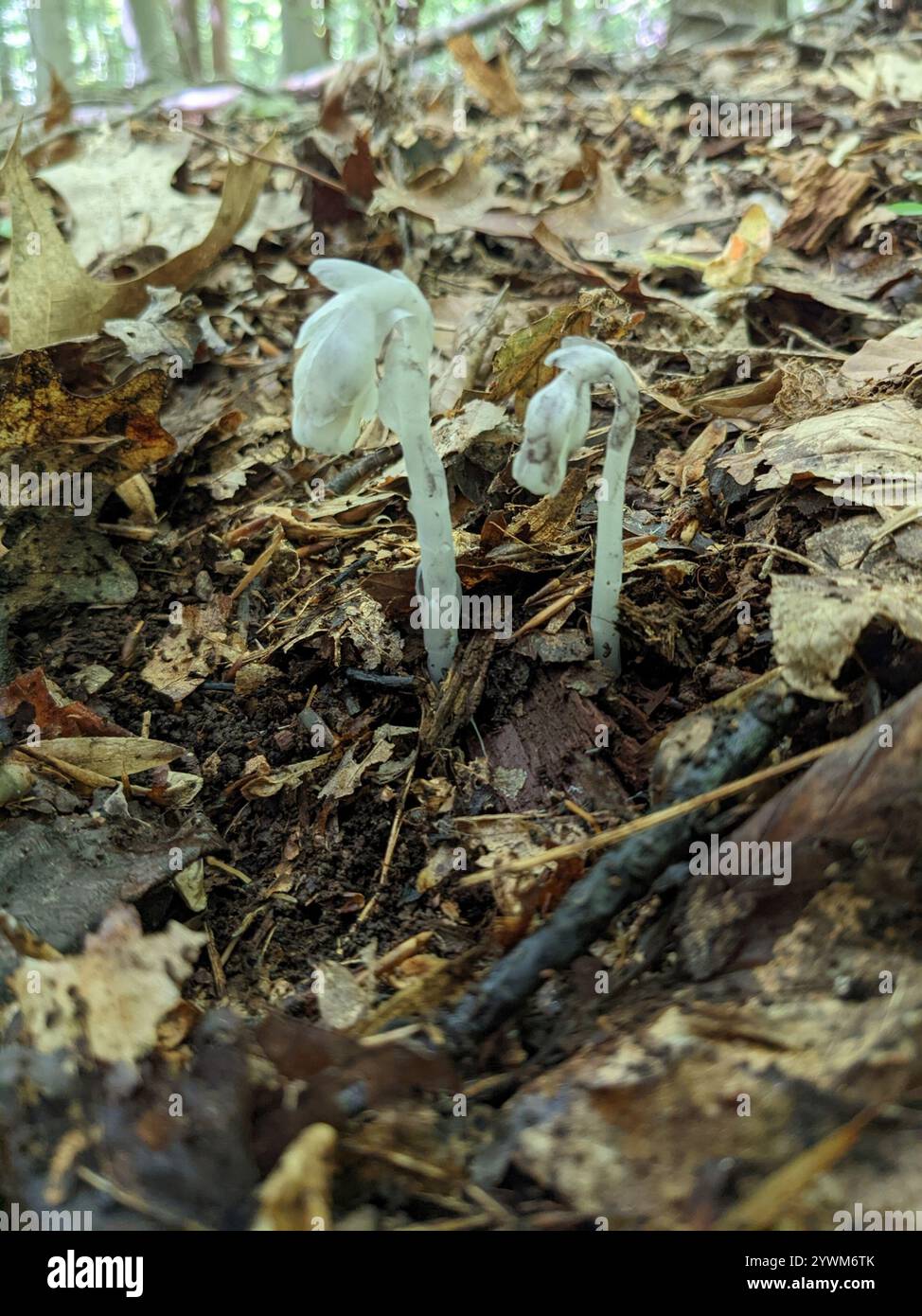 Ghost Pipe (Monotropa uniflora Stock Photo - Alamy