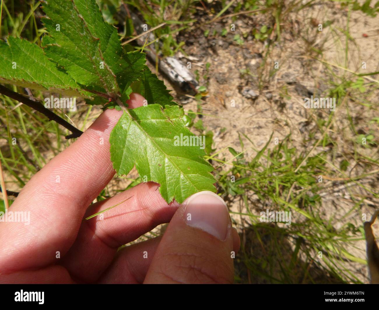 southern crabapple (Malus angustifolia Stock Photo - Alamy