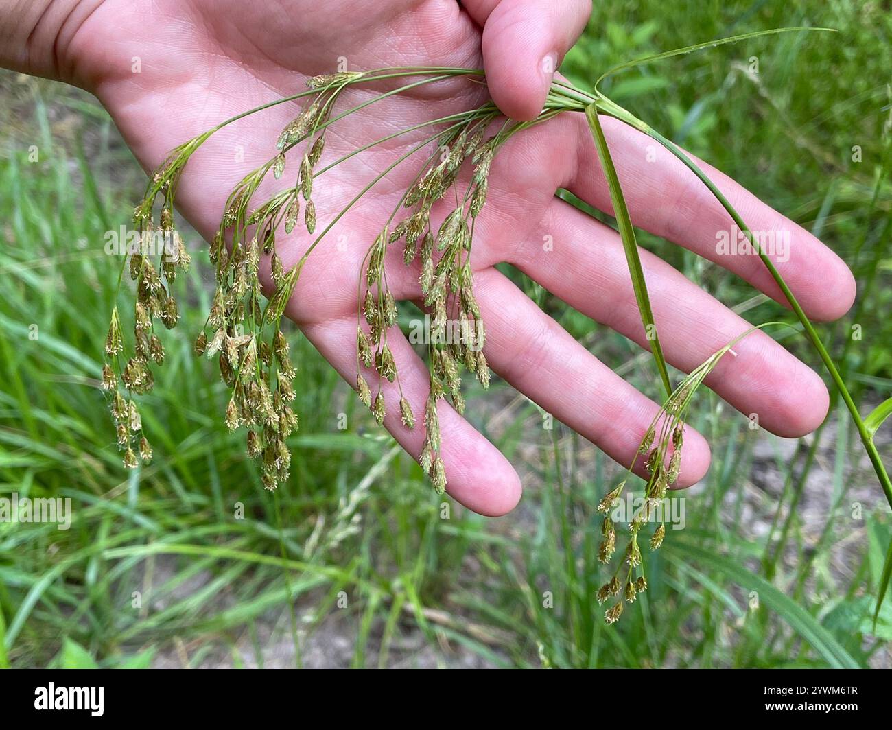 nodding bulrush (Scirpus pendulus Stock Photo - Alamy