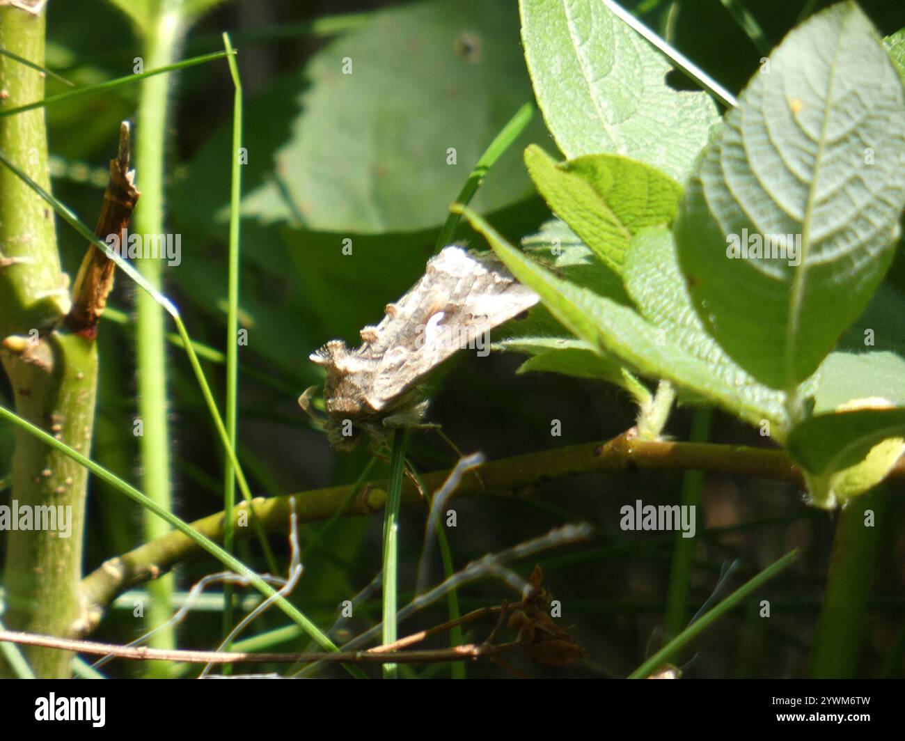 Silver Y (Autographa gamma Stock Photo - Alamy