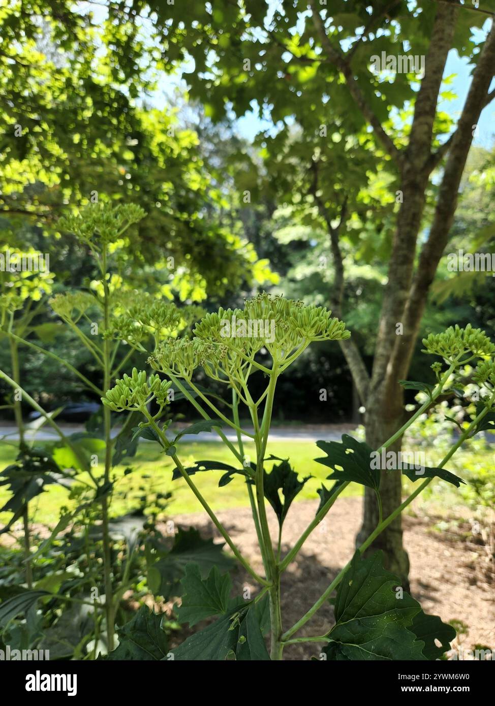 pale Indian plantain (Arnoglossum atriplicifolium Stock Photo - Alamy