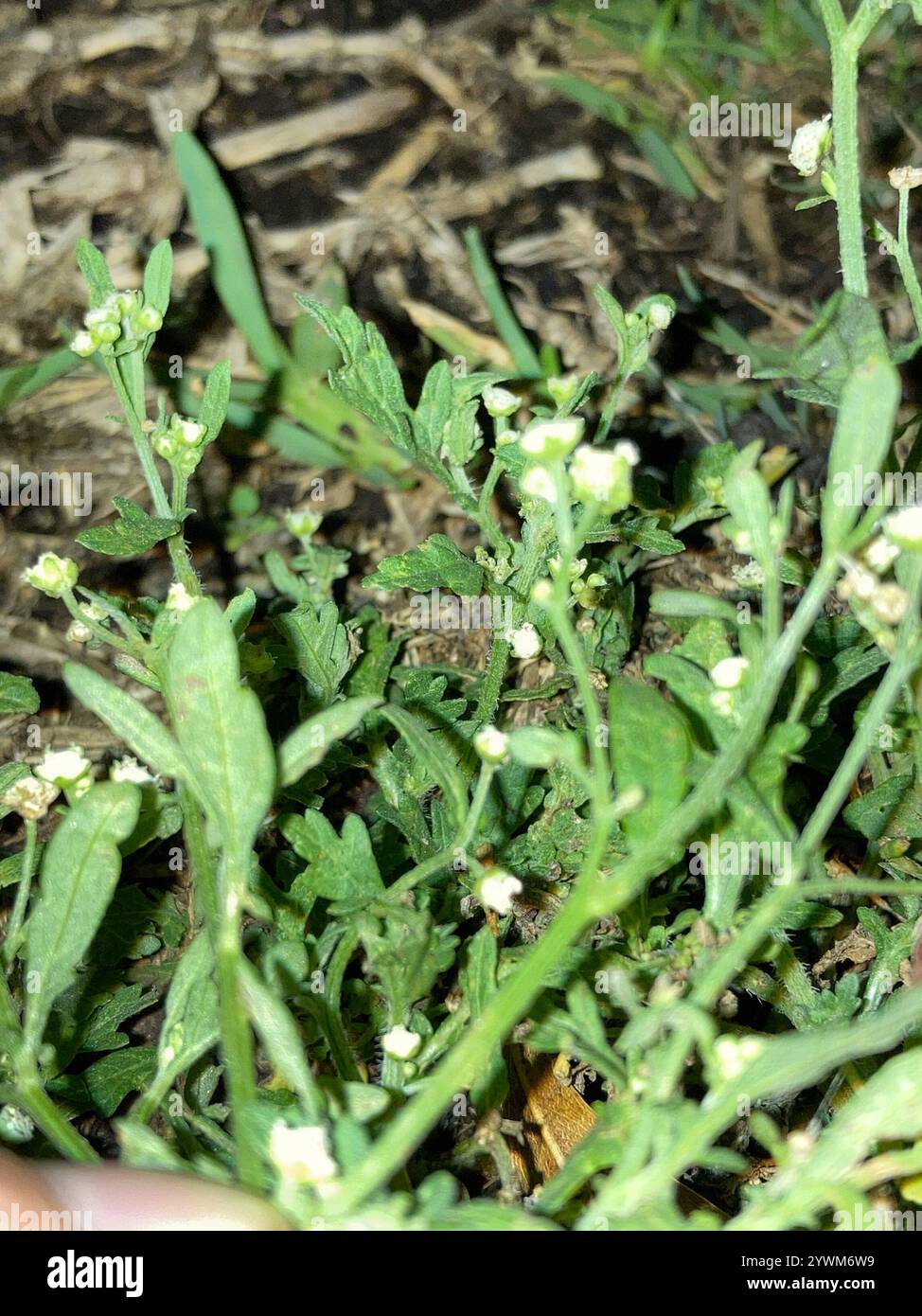 Santa Maria feverfew (Parthenium hysterophorus Stock Photo - Alamy