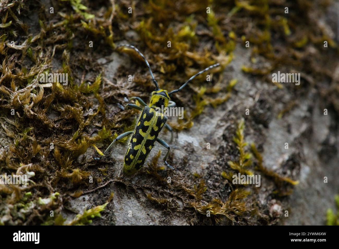 Saperda scalaris longhorn beetle hi-res stock photography and images ...