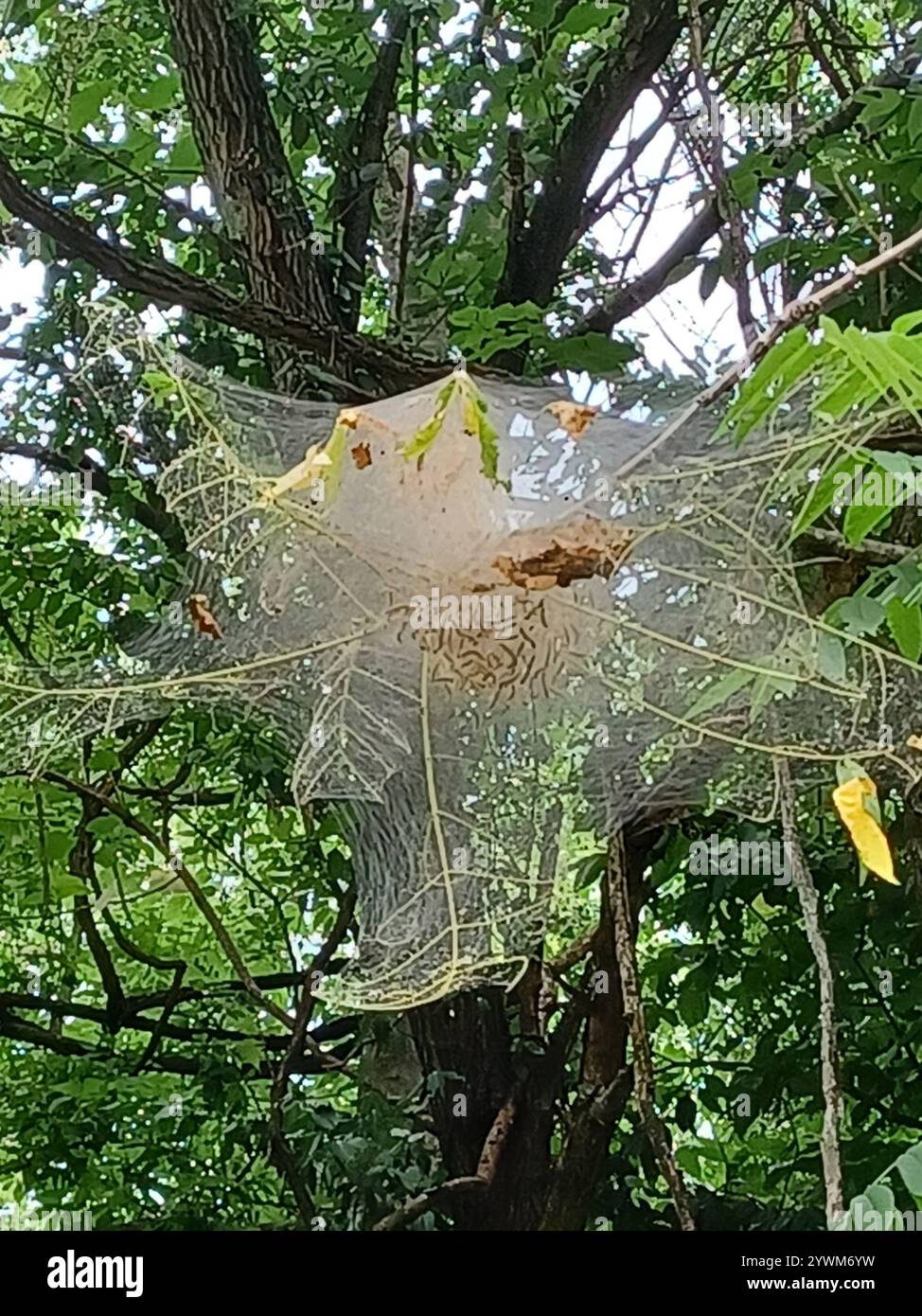 Fall Webworm Moth (Hyphantria cunea Stock Photo - Alamy