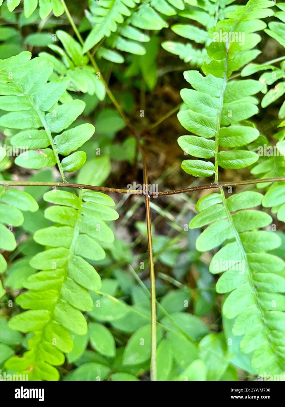 eagle fern (Pteridium aquilinum latiusculum Stock Photo - Alamy