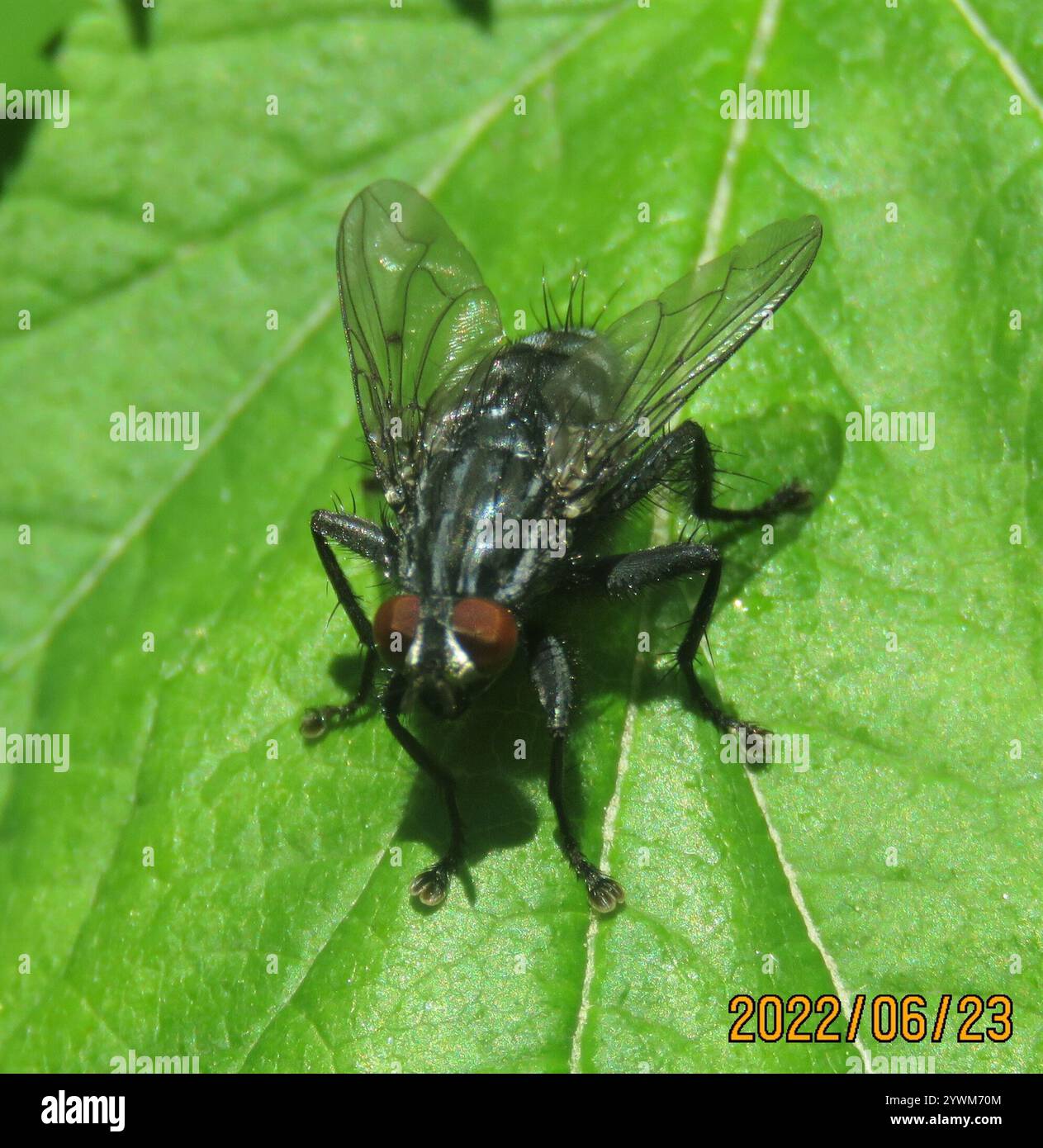 Common Flesh Flies (Sarcophaga Stock Photo - Alamy