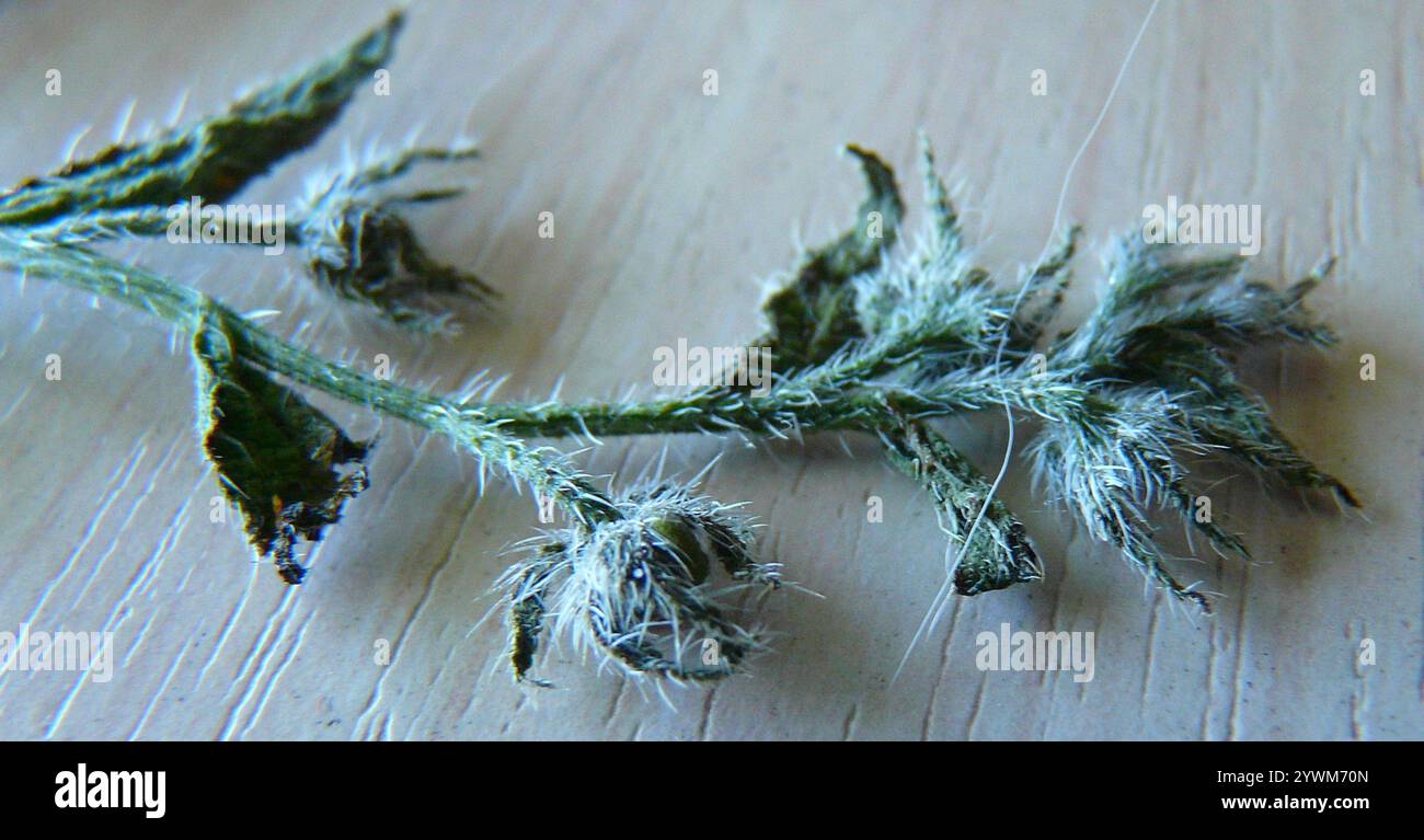 small bugloss (Anchusa arvensis Stock Photo - Alamy