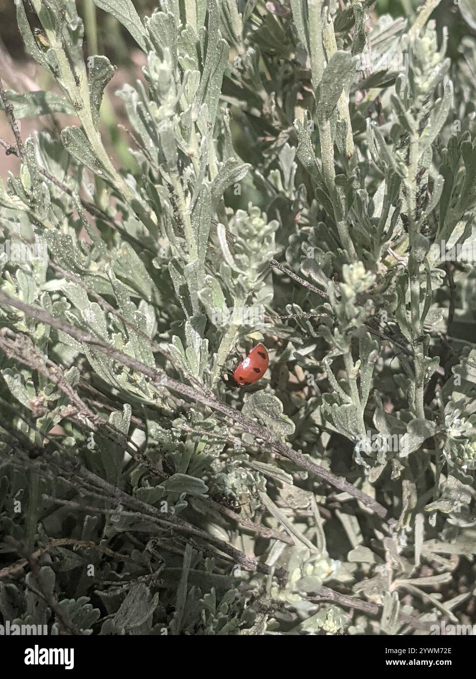 Transverse Lady Beetle (Coccinella transversoguttata Stock Photo - Alamy