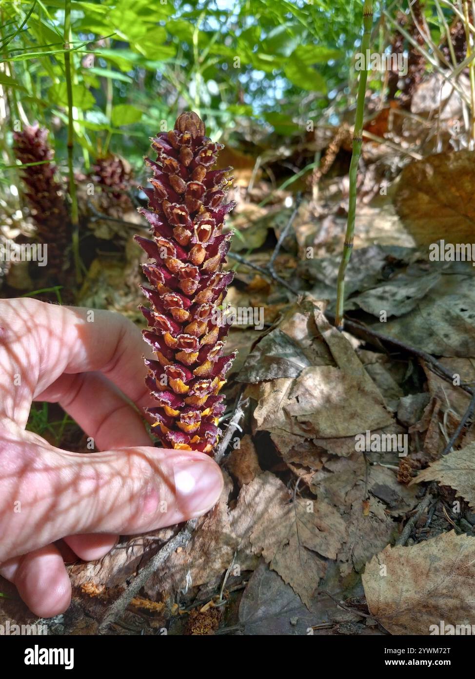 Northern Groundcone (Boschniakia rossica Stock Photo - Alamy