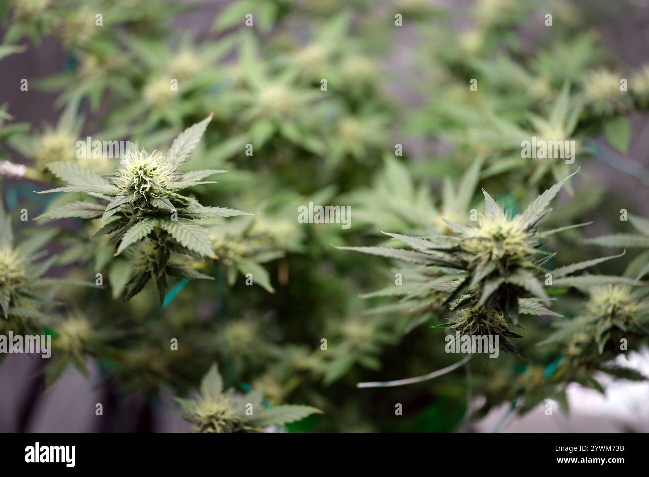 Lush Cannabis Plant with Beautiful Blooming Buds Thriving in a ...