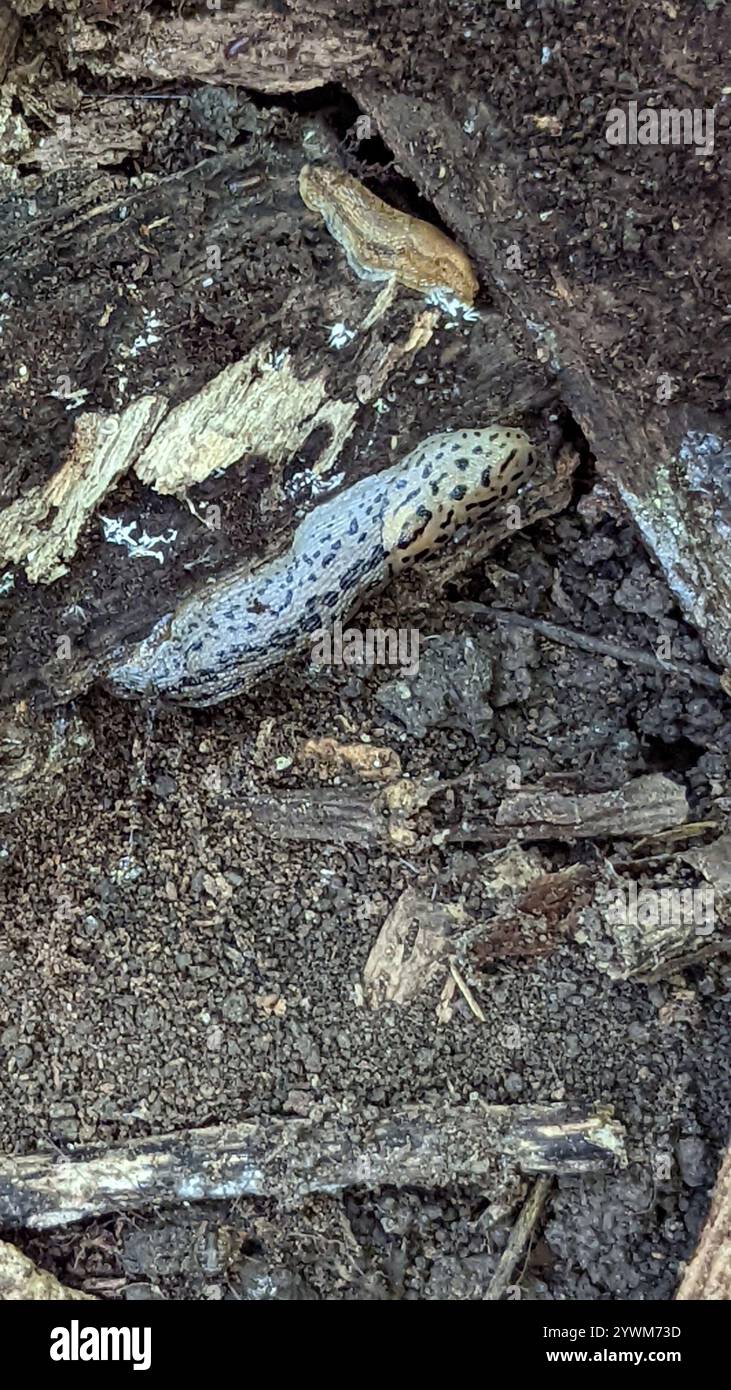 Leopard Slug (Limax maximus Stock Photo - Alamy