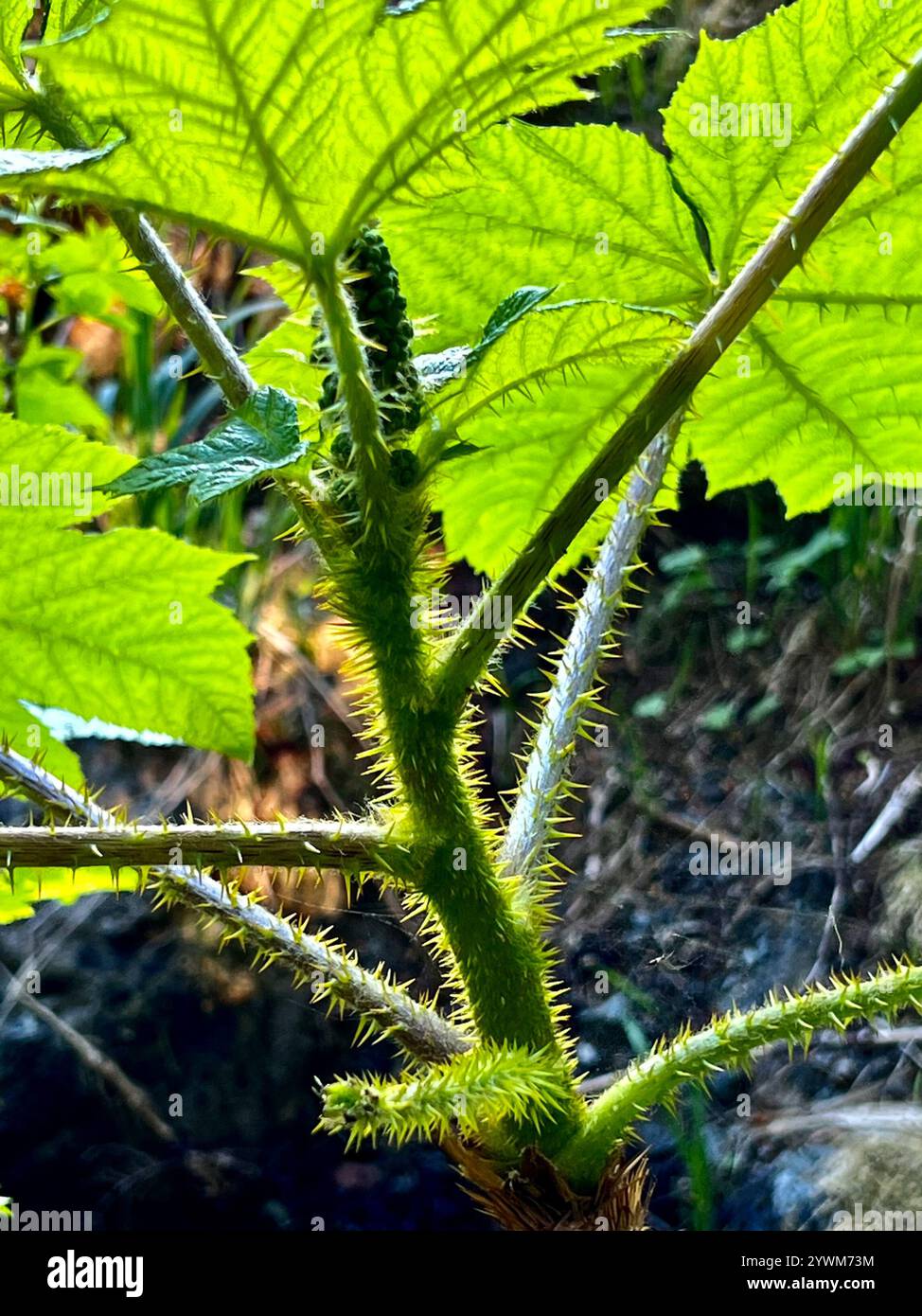 Devil's Club (Oplopanax horridus Stock Photo - Alamy