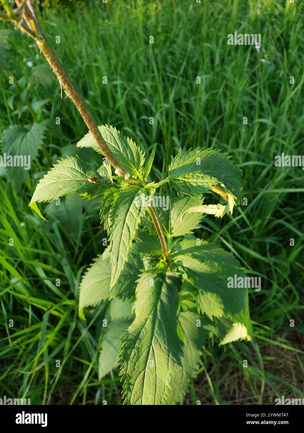 Common Figwort (Scrophularia nodosa Stock Photo - Alamy