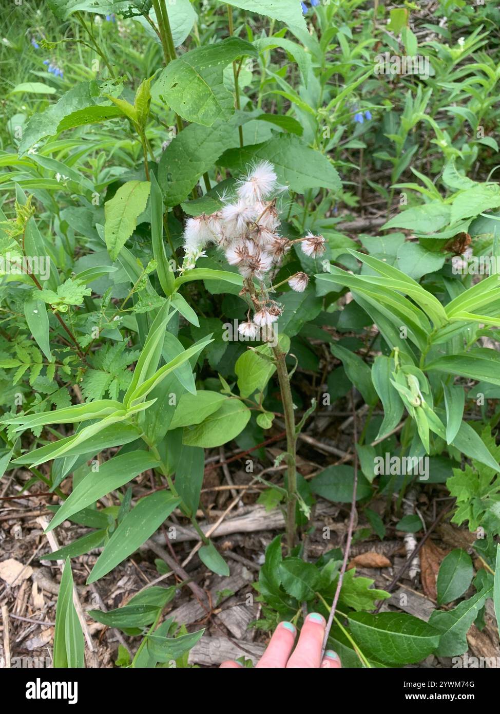 Arctic Butterbur (Petasites frigidus Stock Photo - Alamy