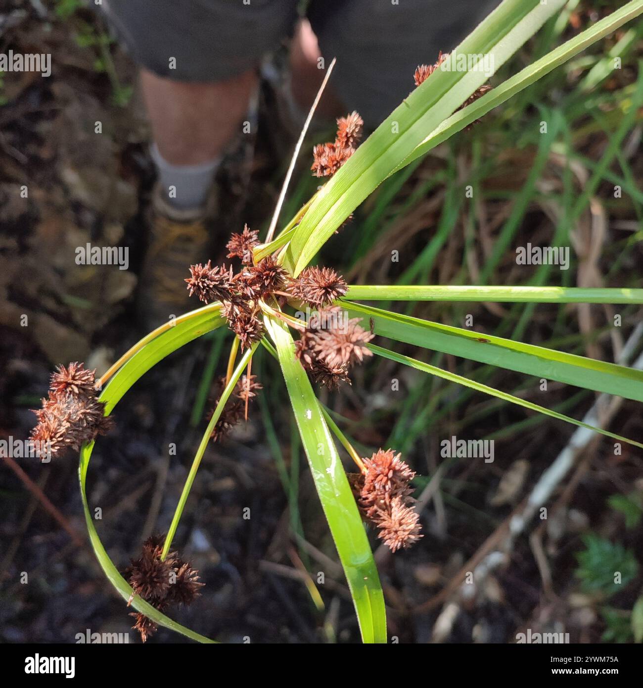 Swamp Flatsedge (Cyperus ligularis Stock Photo - Alamy