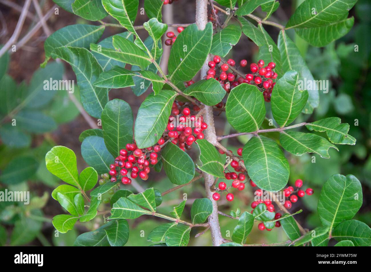 Brazilian pepper (Schinus terebinthifolia Stock Photo - Alamy