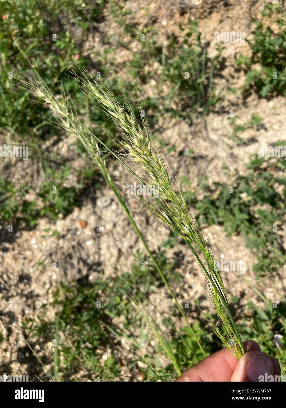 green needlegrass (Nassella viridula Stock Photo - Alamy