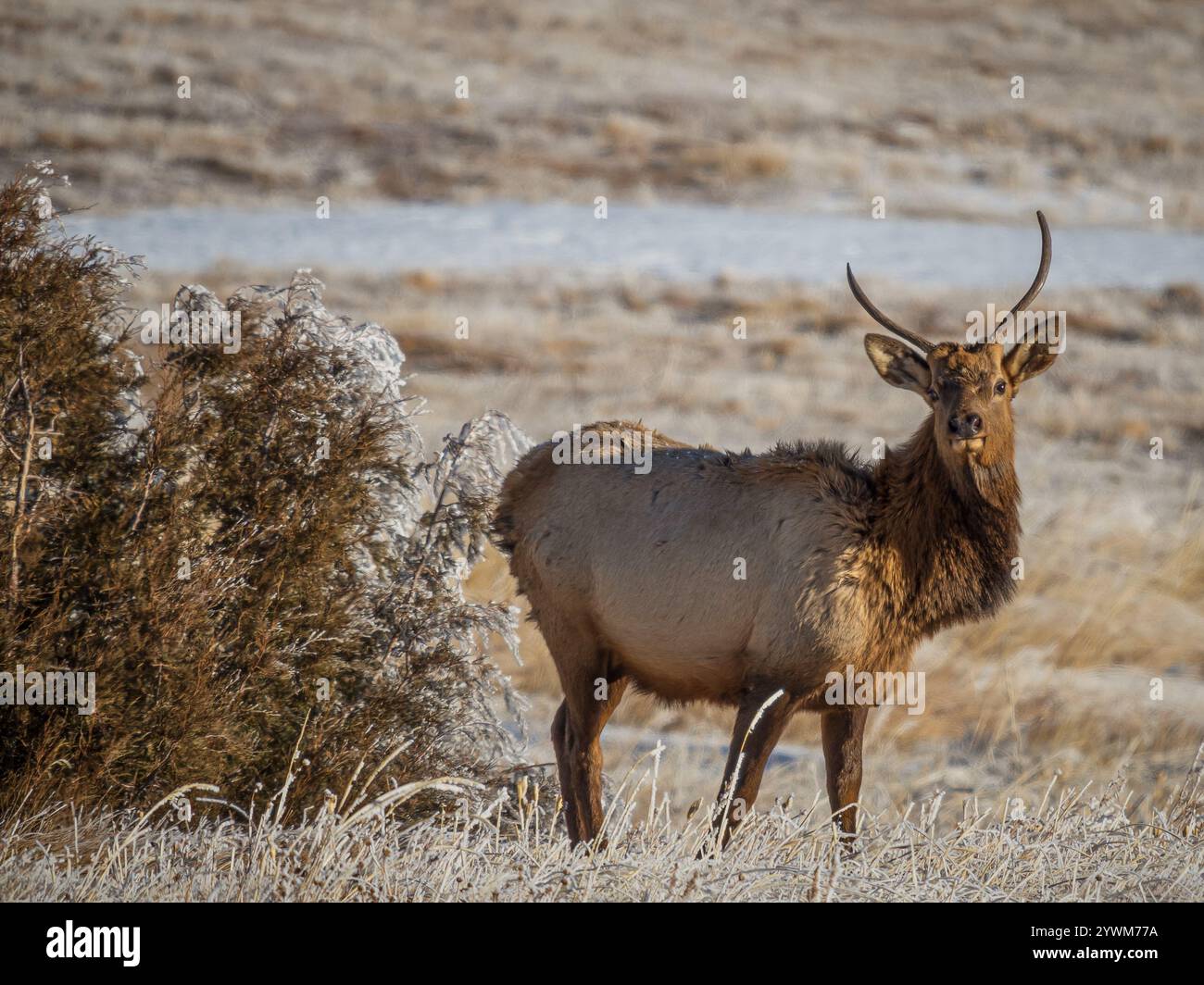 Bull elk standing in meadow hi-res stock photography and images - Alamy