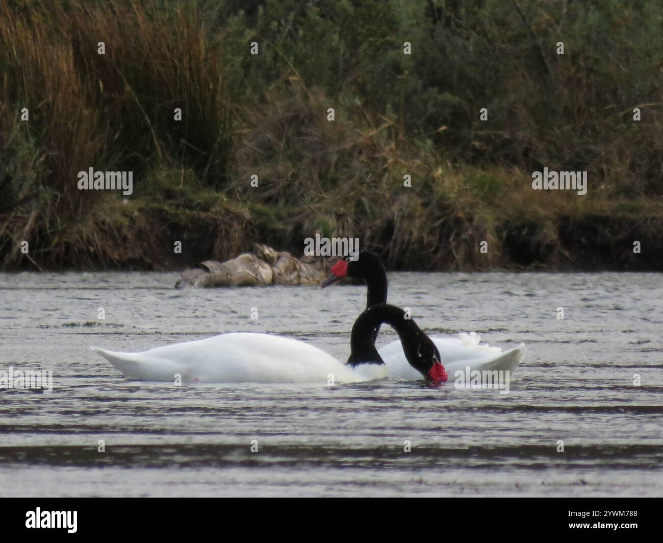 Black-necked Swan (Cygnus melancoryphus Stock Photo - Alamy