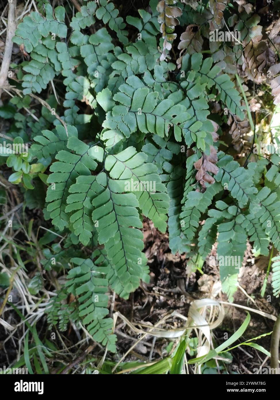 Cunningham's maidenhair (Adiantum cunninghamii Stock Photo - Alamy