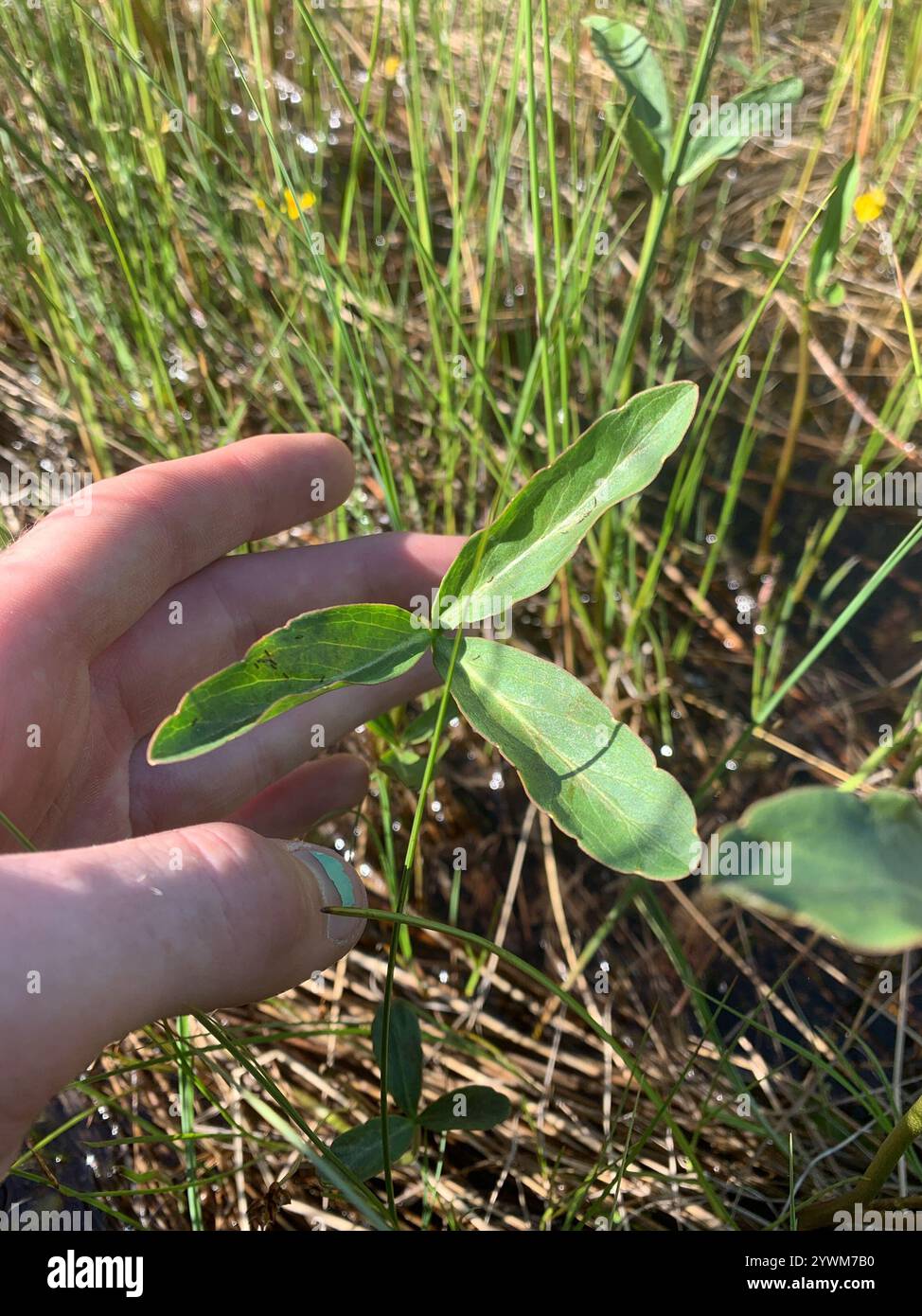 Bogbean (Menyanthes trifoliata Stock Photo - Alamy