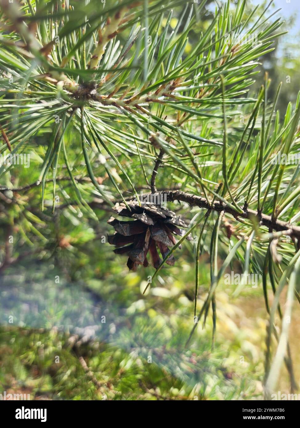 Virginia pine (Pinus virginiana Stock Photo - Alamy