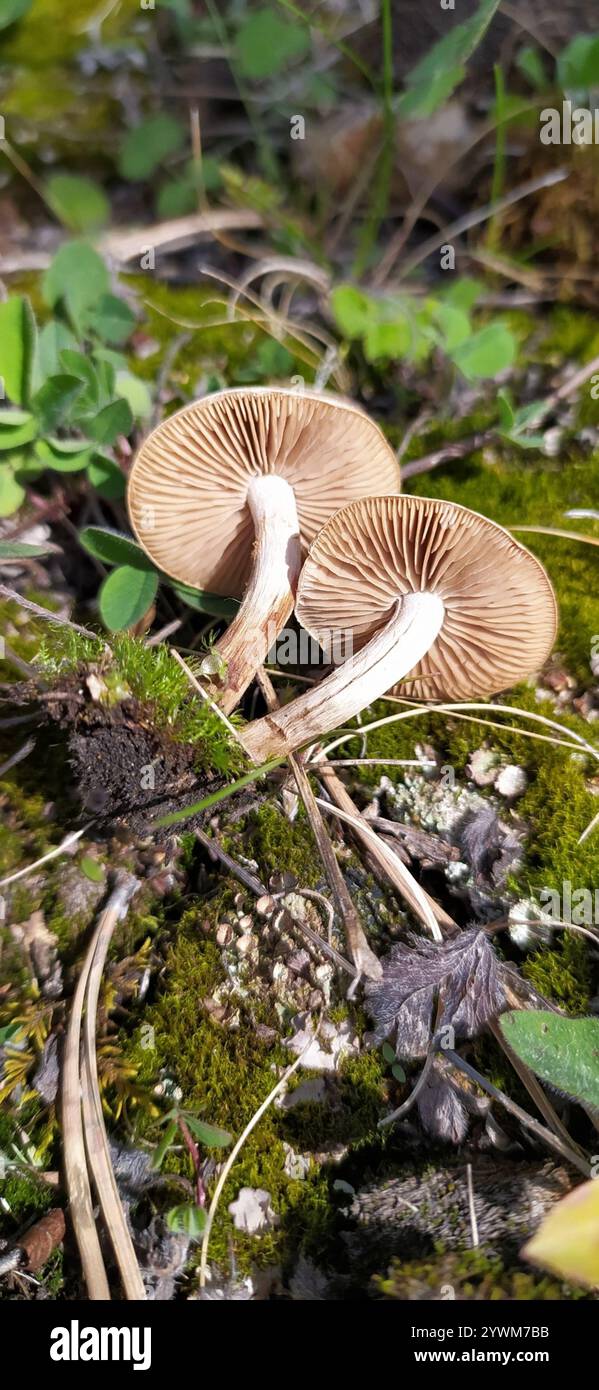 Lentinus substrictus hi-res stock photography and images - Alamy