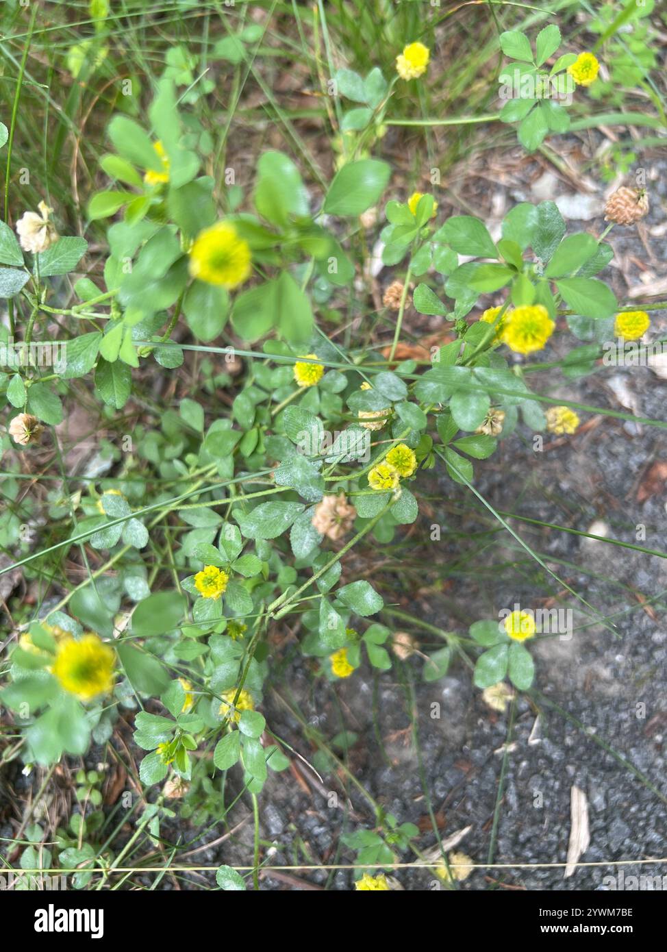 hop trefoil (Trifolium campestre Stock Photo - Alamy