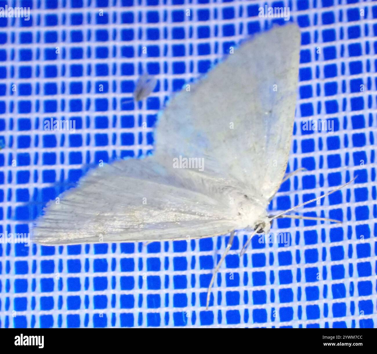 Northern Wave Moth (Cabera exanthemata Stock Photo - Alamy
