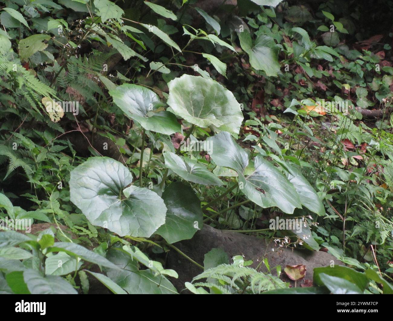 leopard-plant (Farfugium japonicum Stock Photo - Alamy
