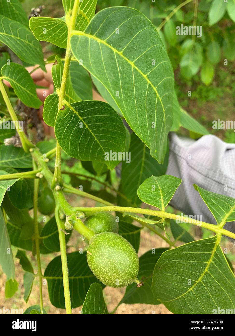 Persian walnut (Juglans regia Stock Photo - Alamy