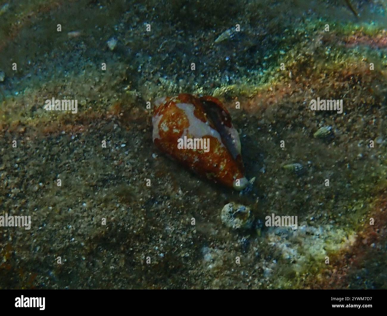 Conomurex hi-res stock photography and images - Alamy