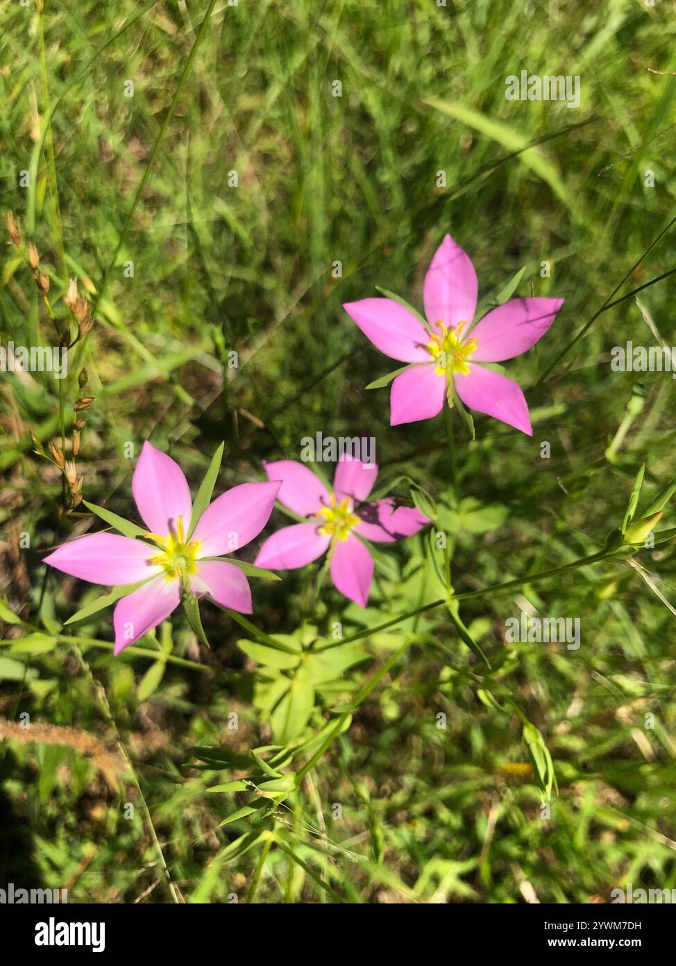 Meadow Pink (Sabatia campestris Stock Photo - Alamy