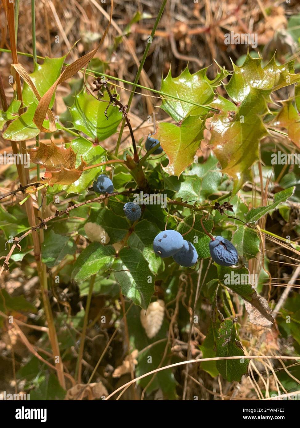 Berberis pinnata hi-res stock photography and images - Alamy