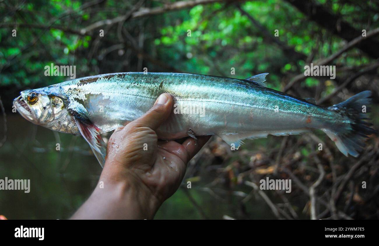 Rhaphiodon vulpinus hi-res stock photography and images - Alamy