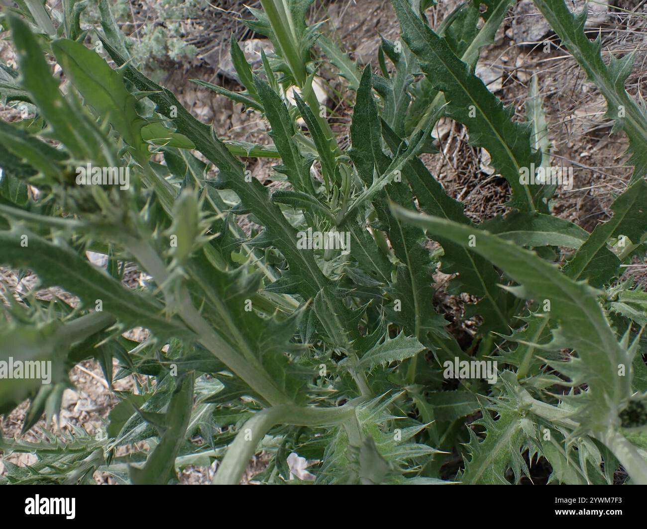 wavyleaf thistle (Cirsium undulatum Stock Photo - Alamy