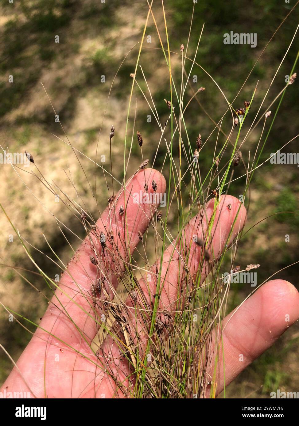 slender spike rush (Eleocharis tenuis verrucosa Stock Photo - Alamy