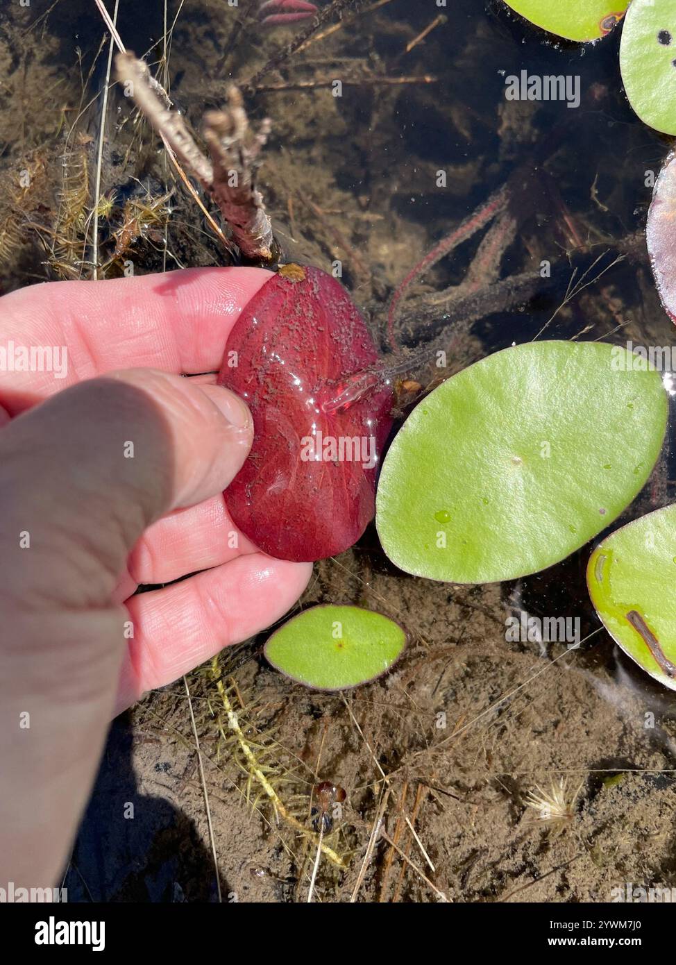 Watershield (Brasenia schreberi Stock Photo - Alamy