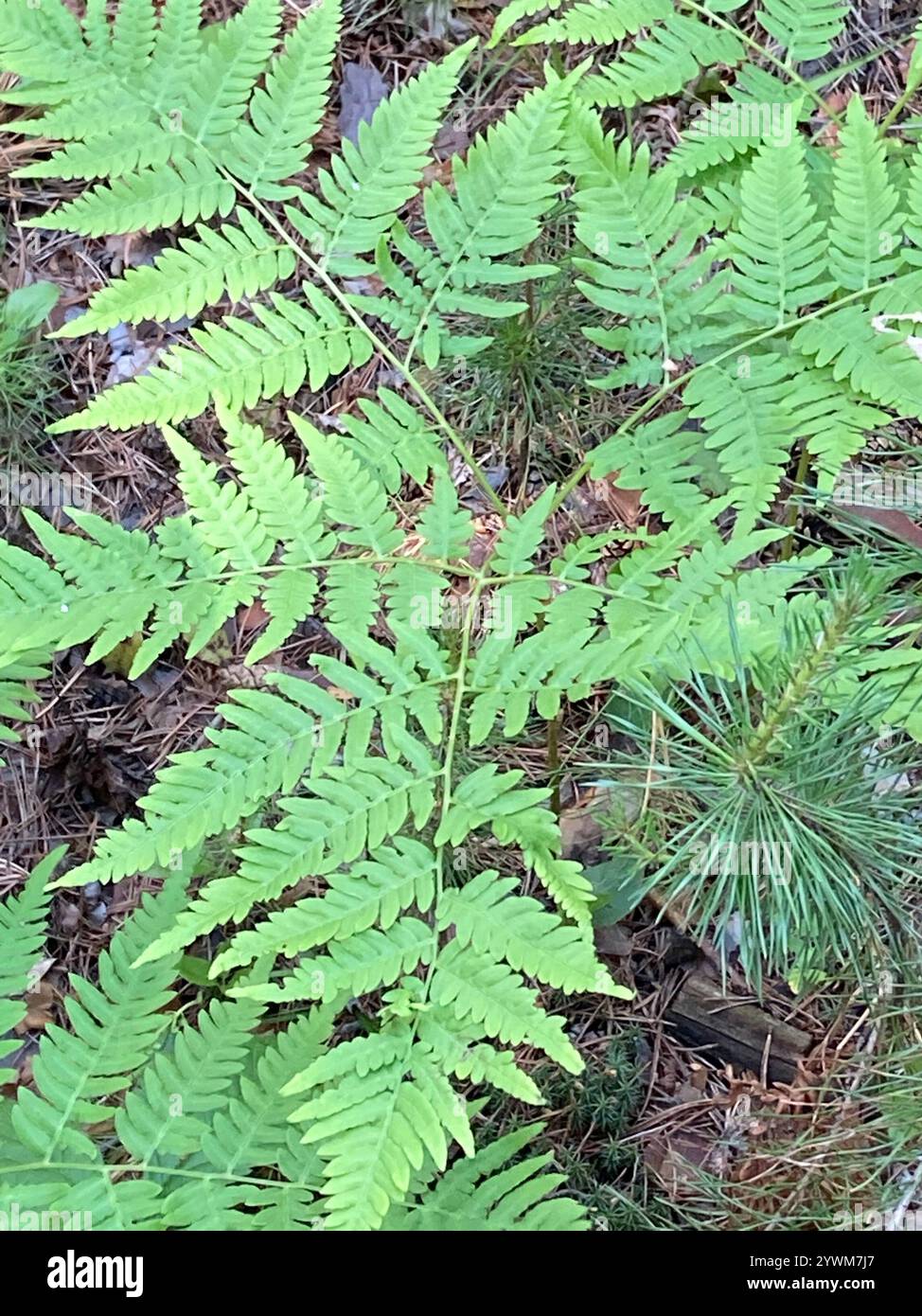 pinewood bracken (Pteridium pinetorum Stock Photo - Alamy