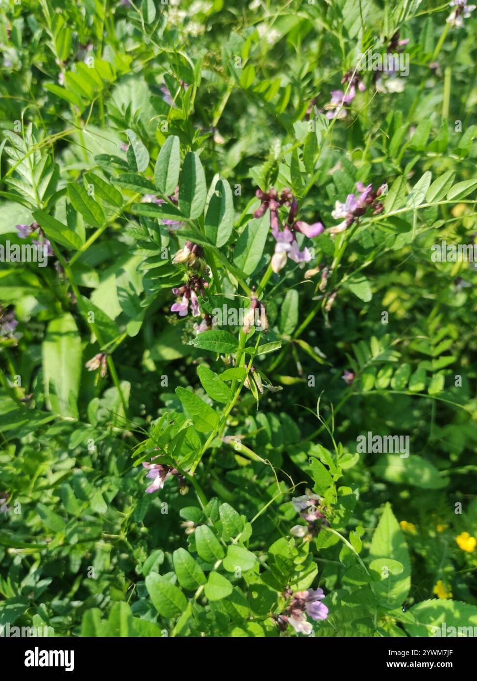 Bush Vetch (Vicia sepium Stock Photo - Alamy