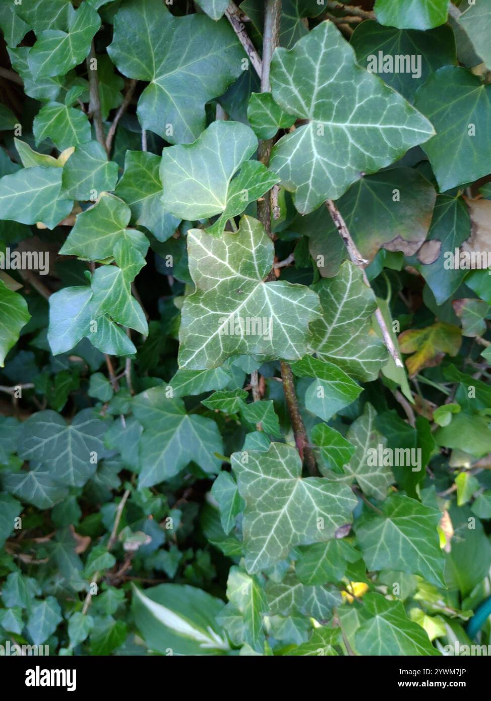 common ivy (Hedera helix Stock Photo - Alamy