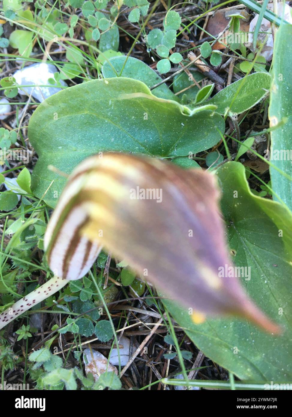 Friar's-cowl (Arisarum vulgare Stock Photo - Alamy