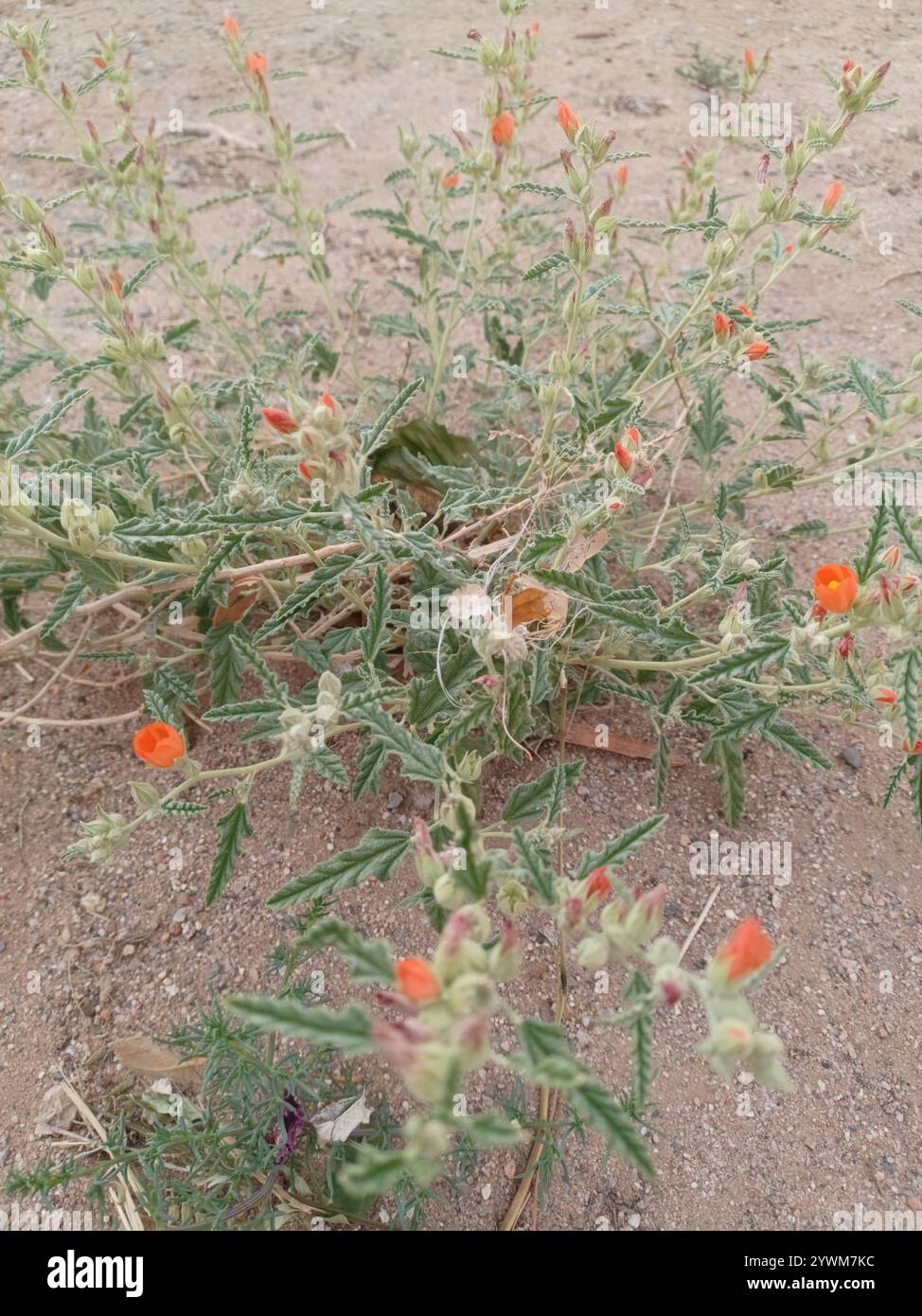 spear globemallow (Sphaeralcea hastulata Stock Photo - Alamy