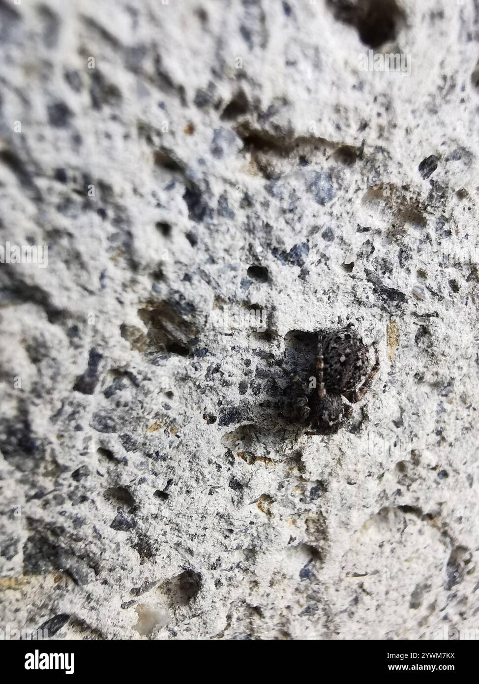 Attulus pubescens hi-res stock photography and images - Alamy