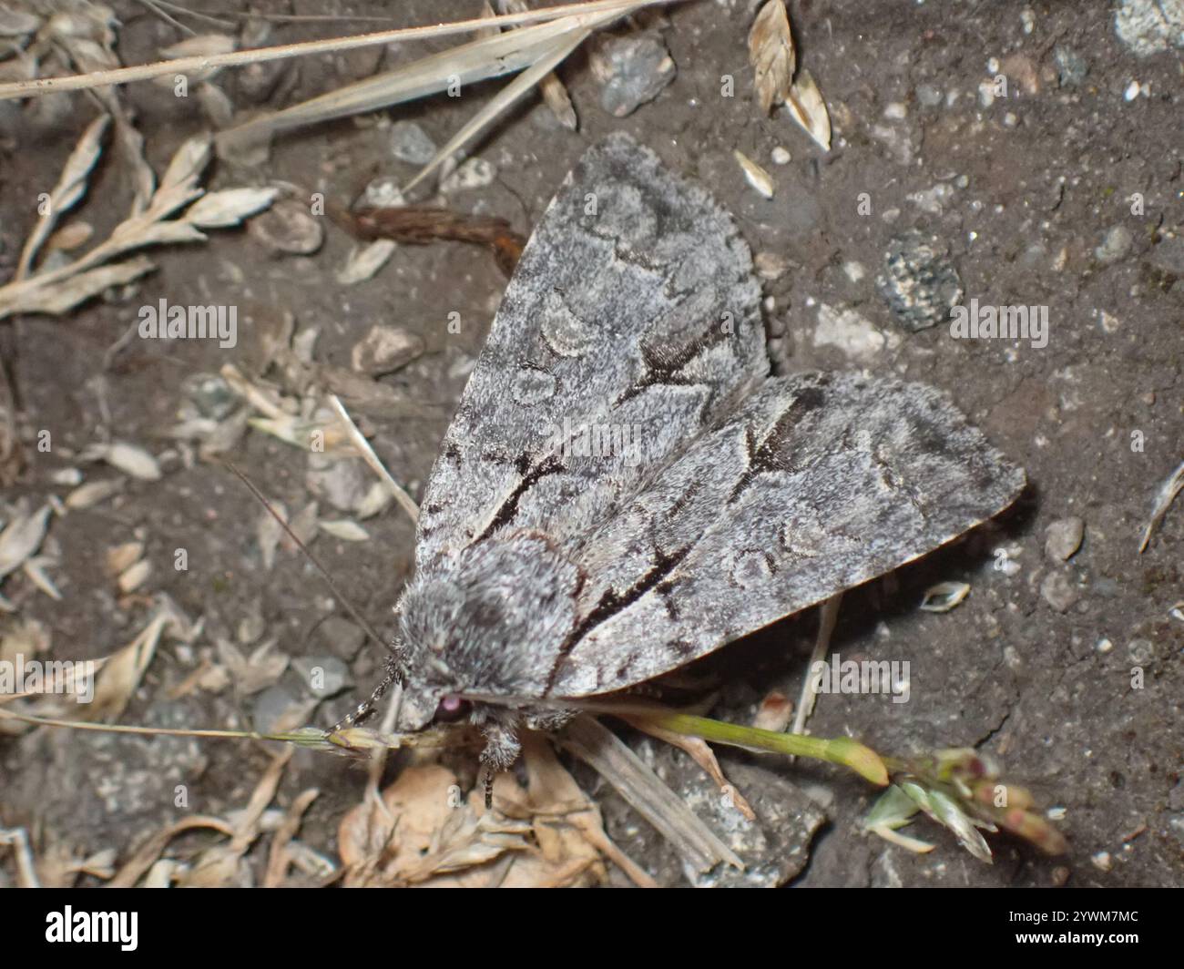 Gray Dagger (Acronicta grisea Stock Photo - Alamy