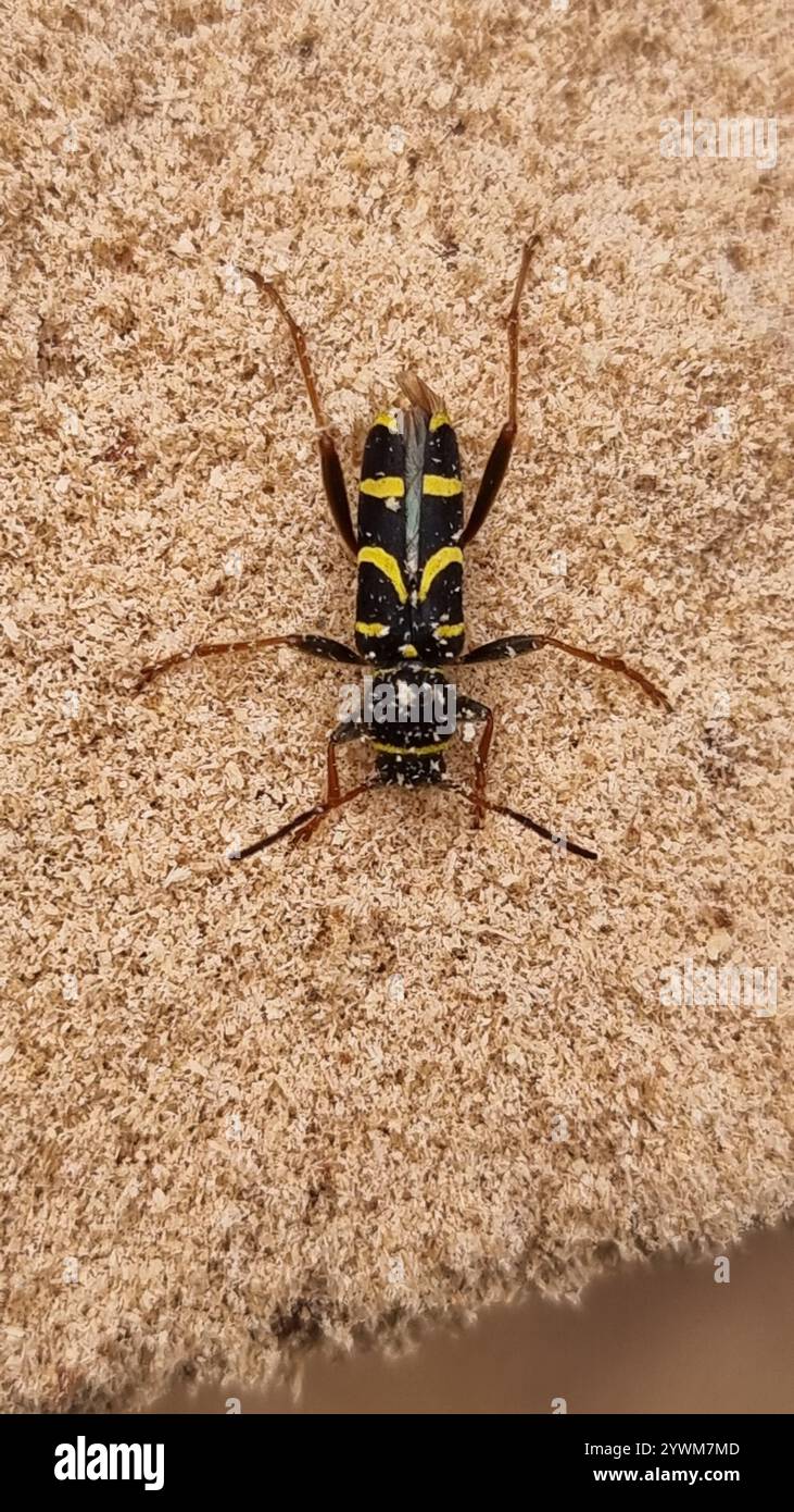 Wasp Beetle (Clytus arietis Stock Photo - Alamy